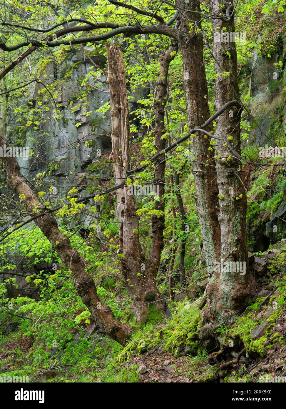 Bode Valley, Harz National Park Stock Photo - Alamy