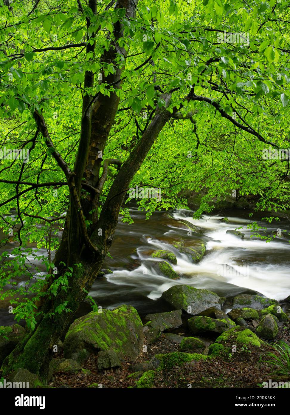 Bode valley, Harz National Park, spring Stock Photo - Alamy