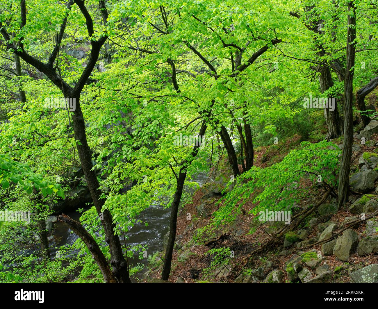 Bode valley, Harz National Park, spring Stock Photo - Alamy
