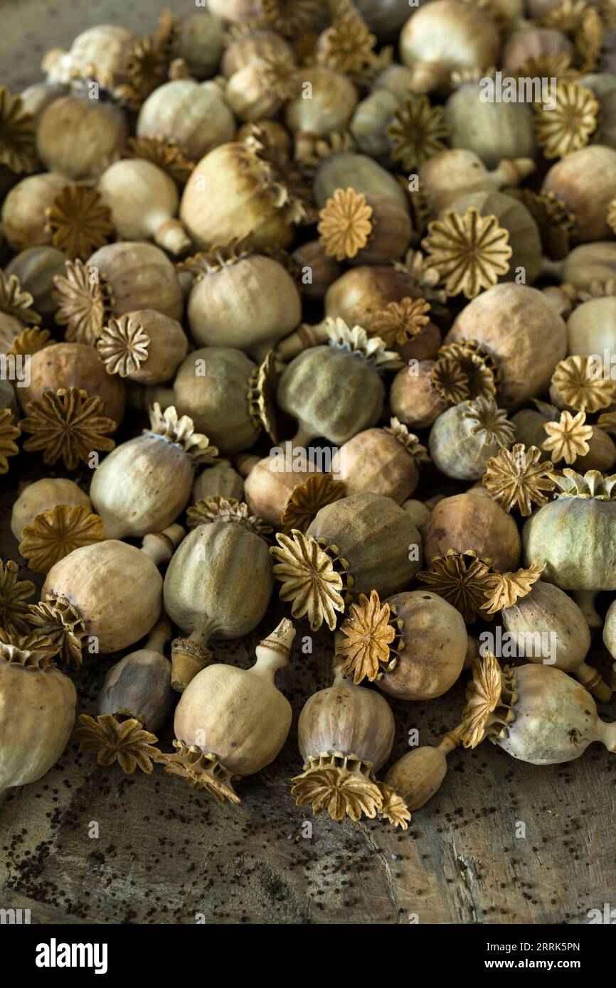 Poppy capsules of withered poppy hi-res stock photography and images ...