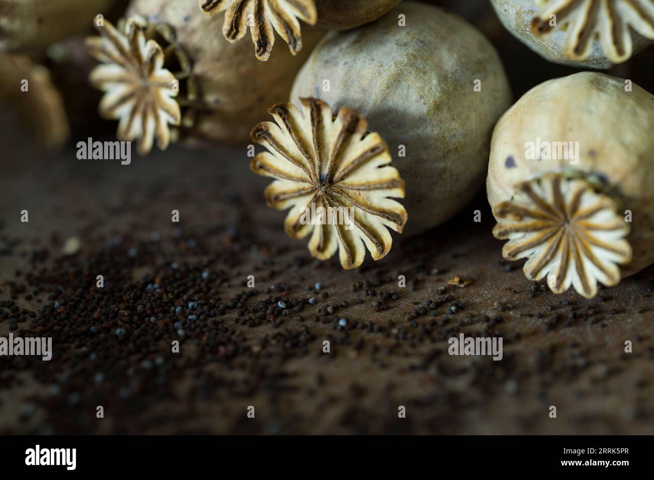 dried poppy capsules and seeds, close up of fruit capsules with stigma ...