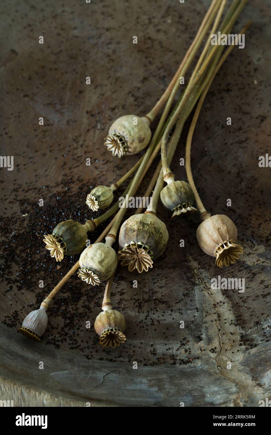 Ripe seed pods hi-res stock photography and images - Alamy