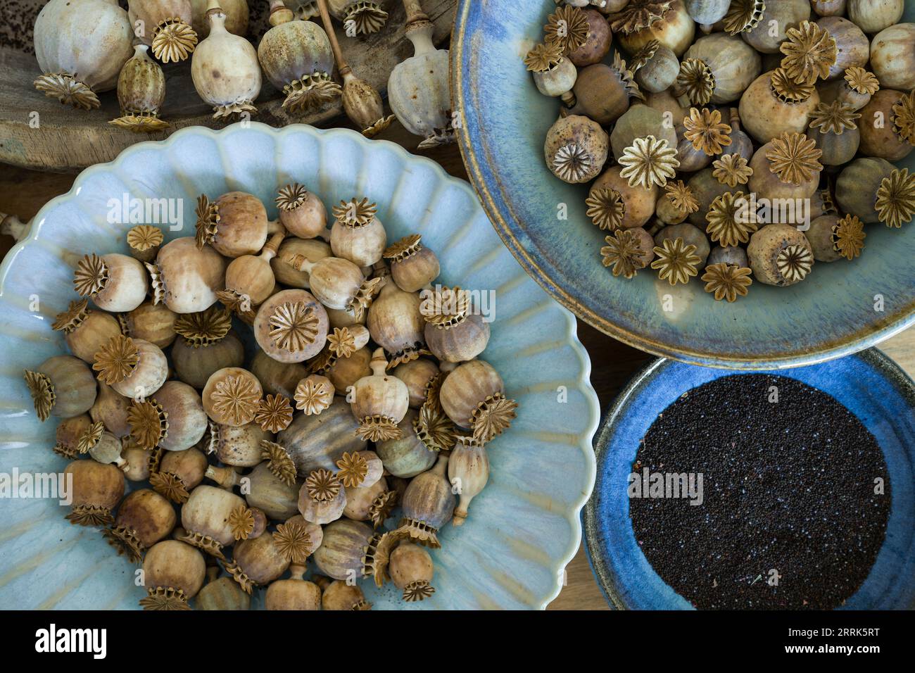 dried poppy capsules and seeds in blue earthenware bowls, close-up, top ...