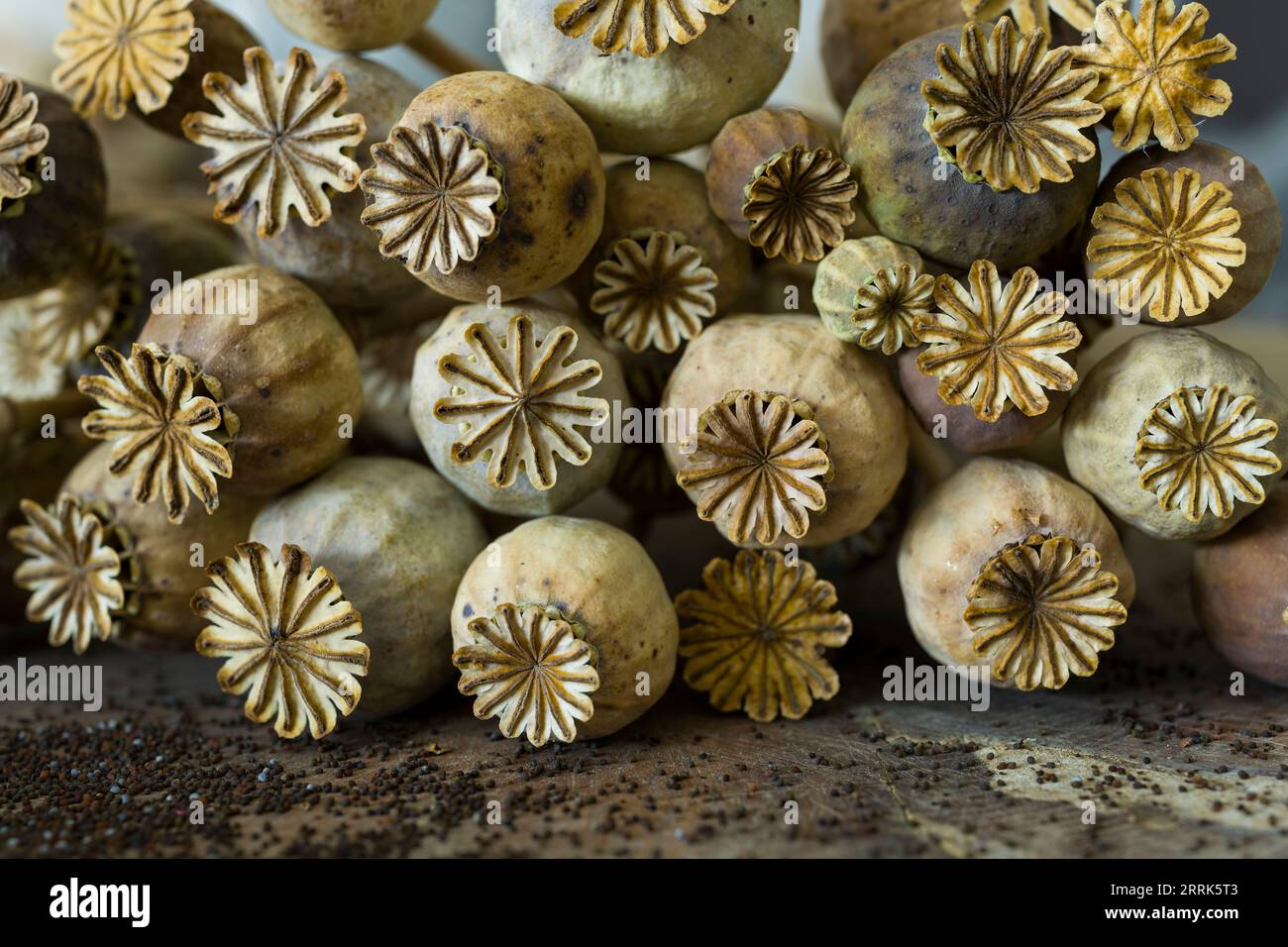 dried poppy capsules and seeds, close up of fruit capsules with stigma ...
