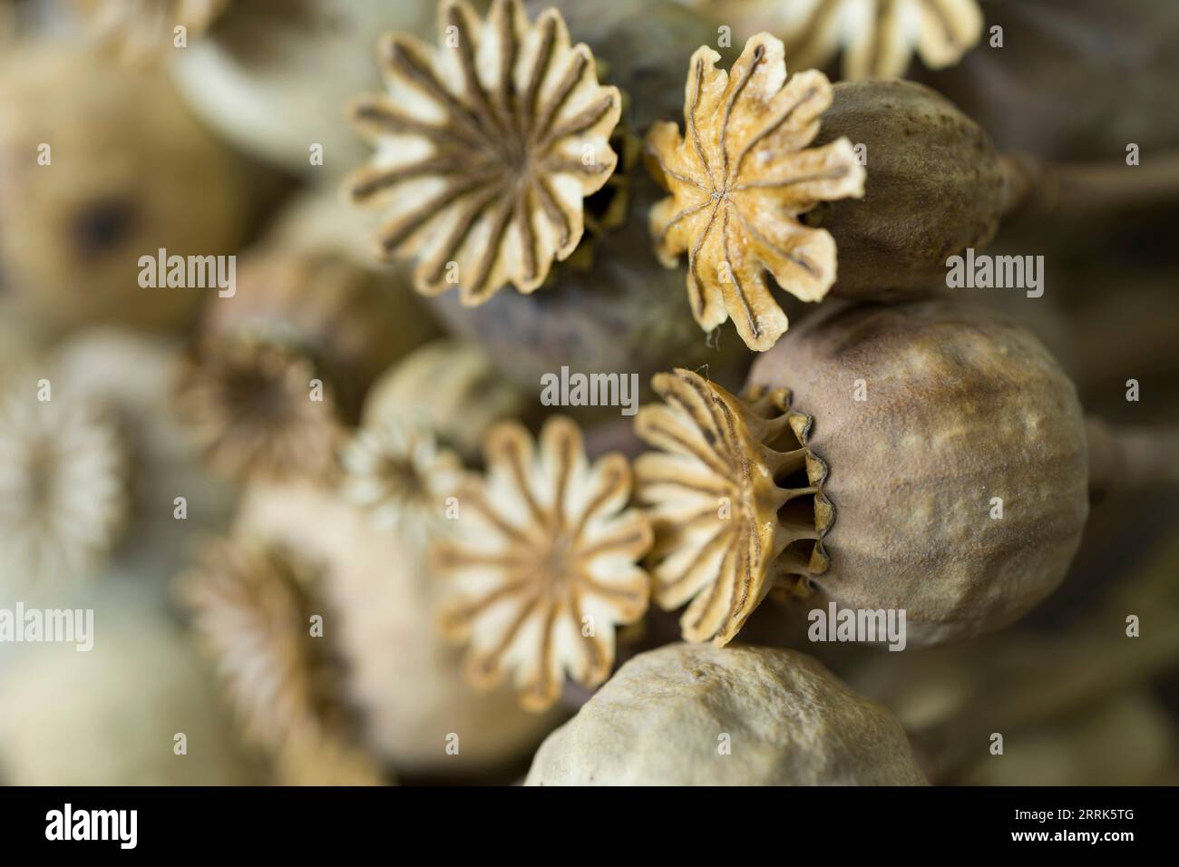 dried poppy capsules and seeds, close up of fruit capsules Stock Photo ...