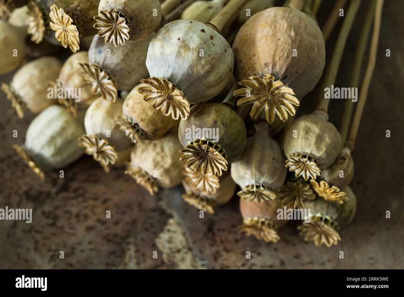 dried poppy capsules and seeds, close up of fruit capsules with stigma ...