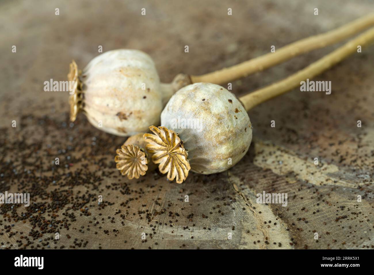 dried poppy capsules and seeds, close up of fruit capsules Stock Photo ...