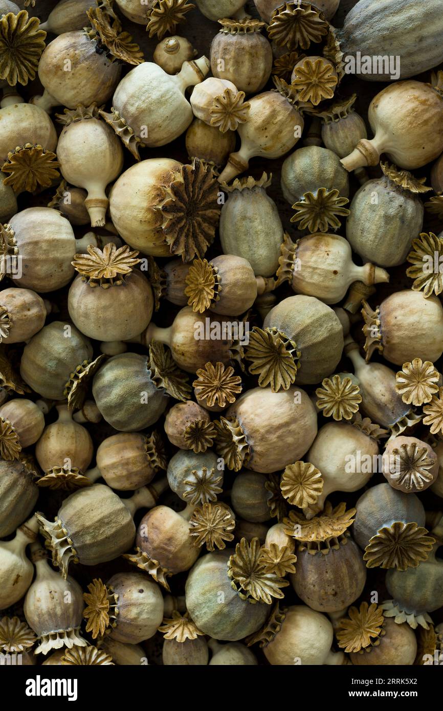Dried poppy capsules, close up of fruit capsules, top view Stock Photo ...