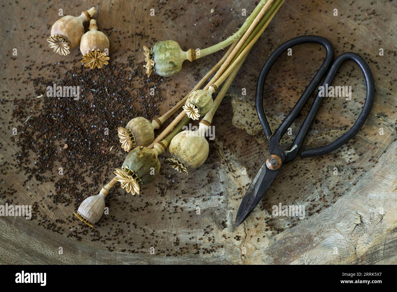 ripe poppy pods and seeds in an old wooden bowl, close up with ...
