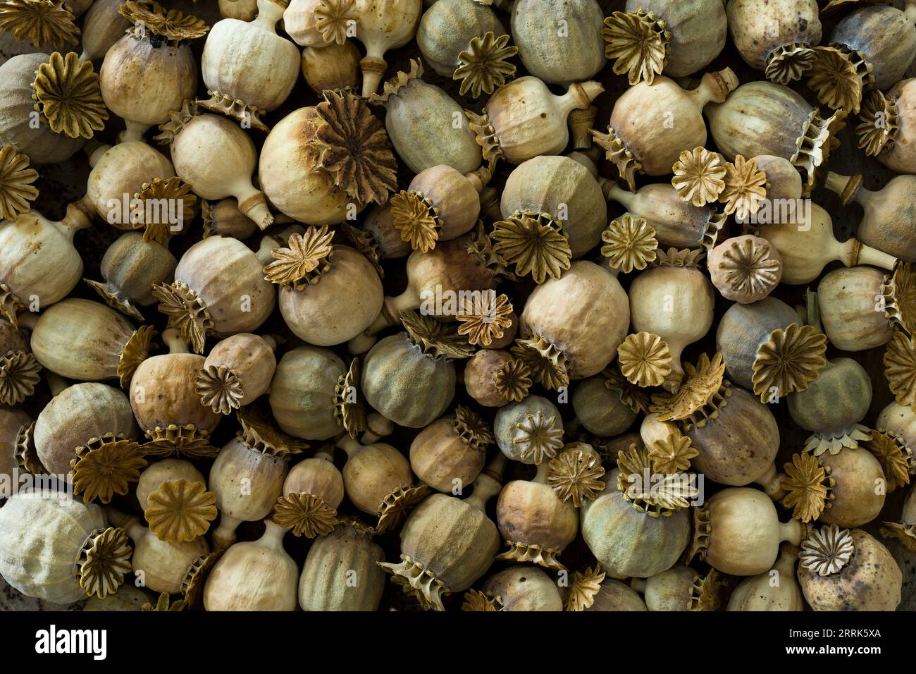 Dried poppy capsules, close up of fruit capsules, top view Stock Photo ...