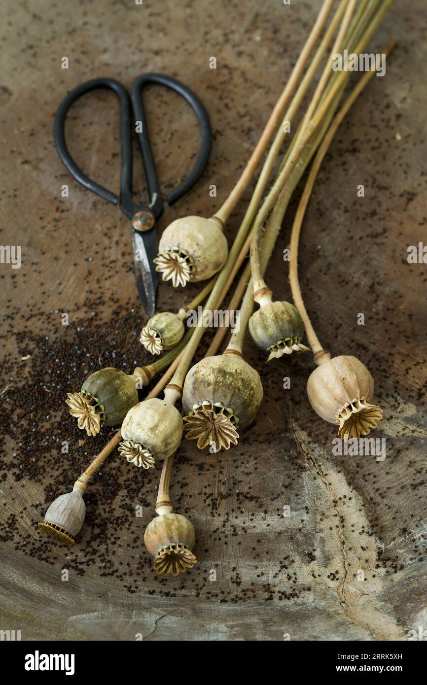 ripe poppy pods and seeds in an old wooden bowl, close up with ...