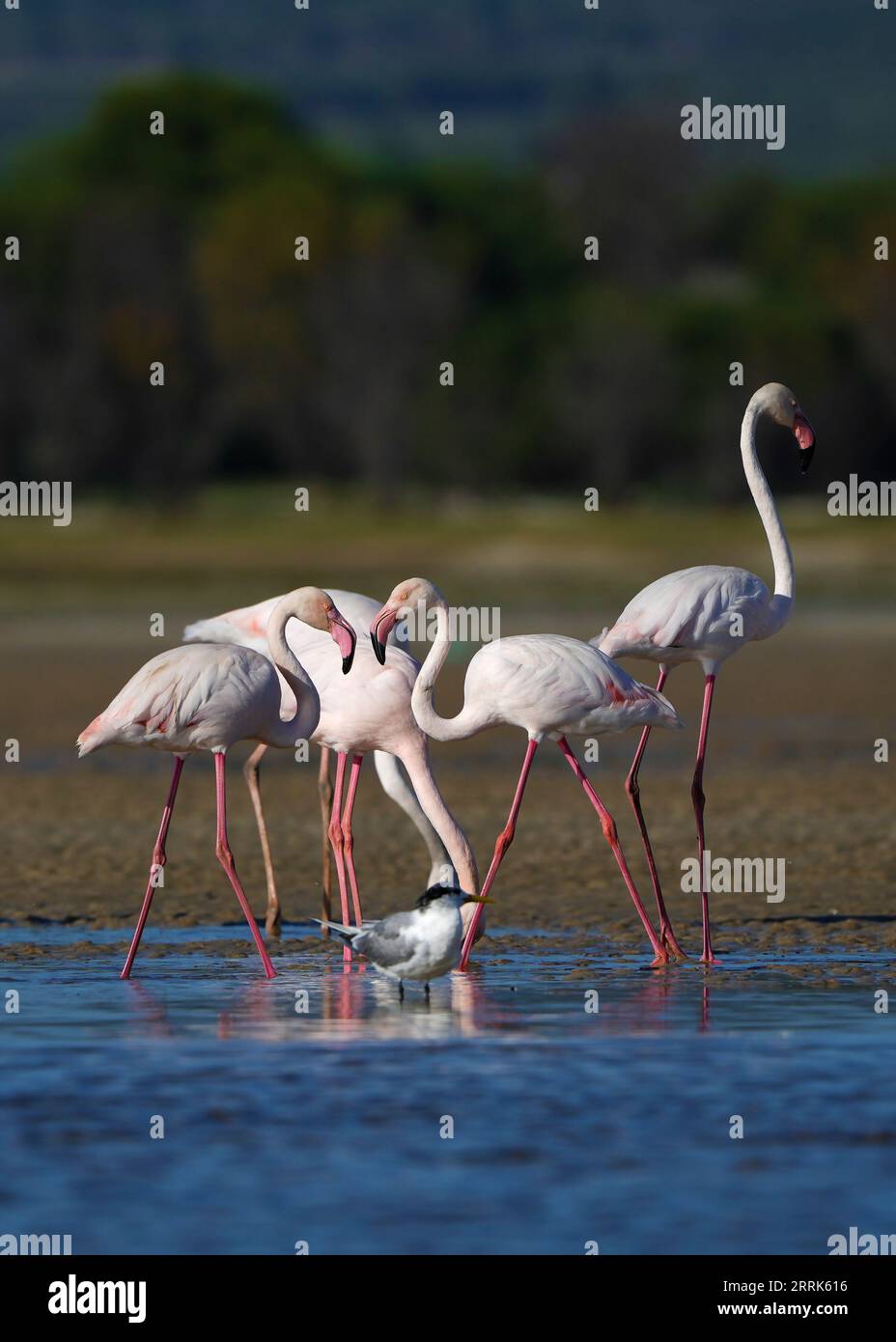 Bot river wetland hi-res stock photography and images - Alamy