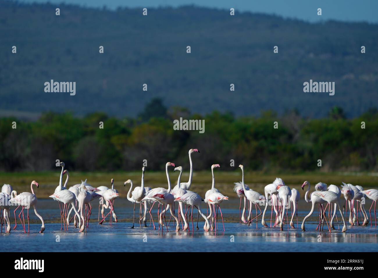Bot river wetland hi-res stock photography and images - Alamy