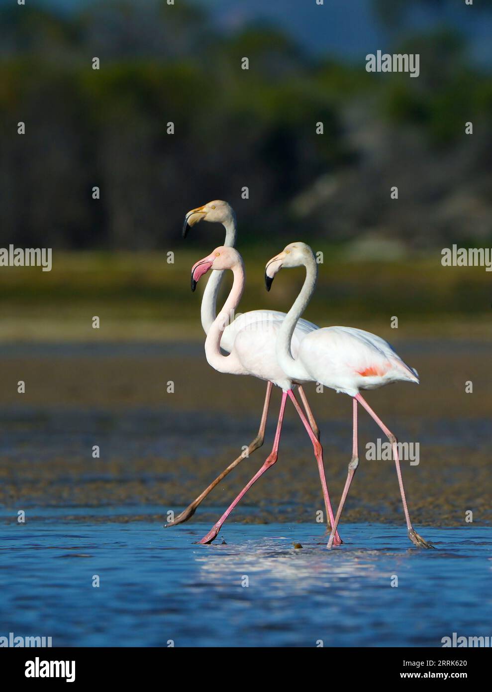 Bot river wetland with waterbirds hi-res stock photography and images ...