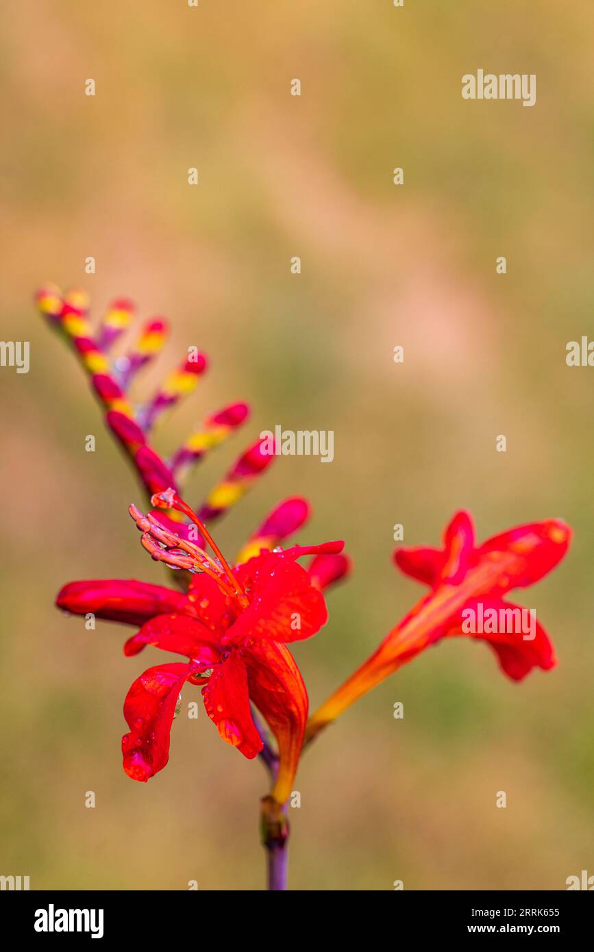 Montbretia - Crocosmia Lucifer (firey stars), flowers of garden ...