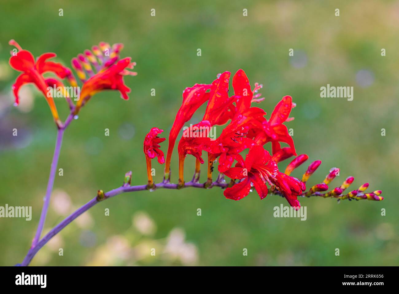 Montbretia - Crocosmia Lucifer (firey stars), flowers of garden ...
