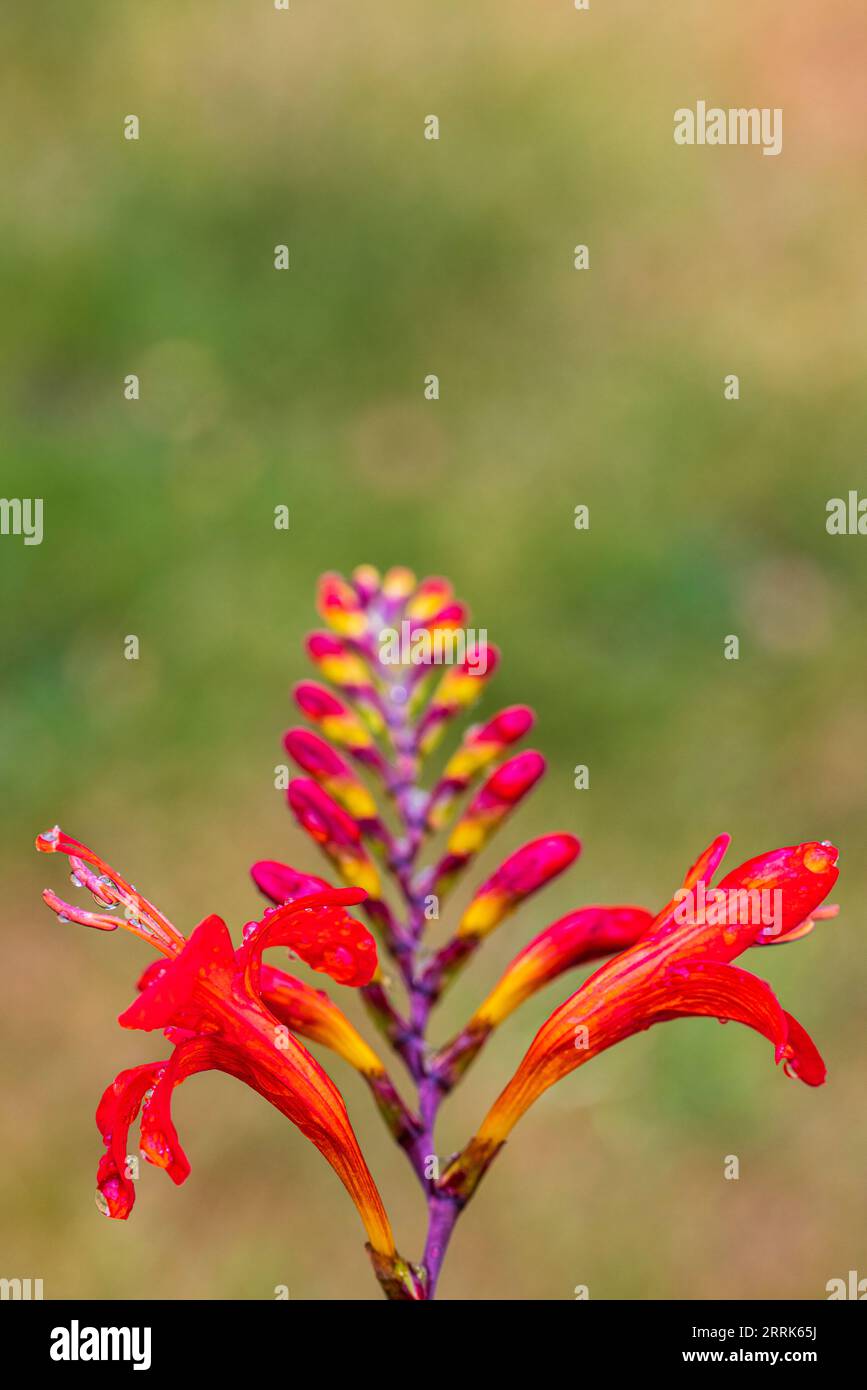 Montbretia - Crocosmia Lucifer (firey stars), flowers of garden ...