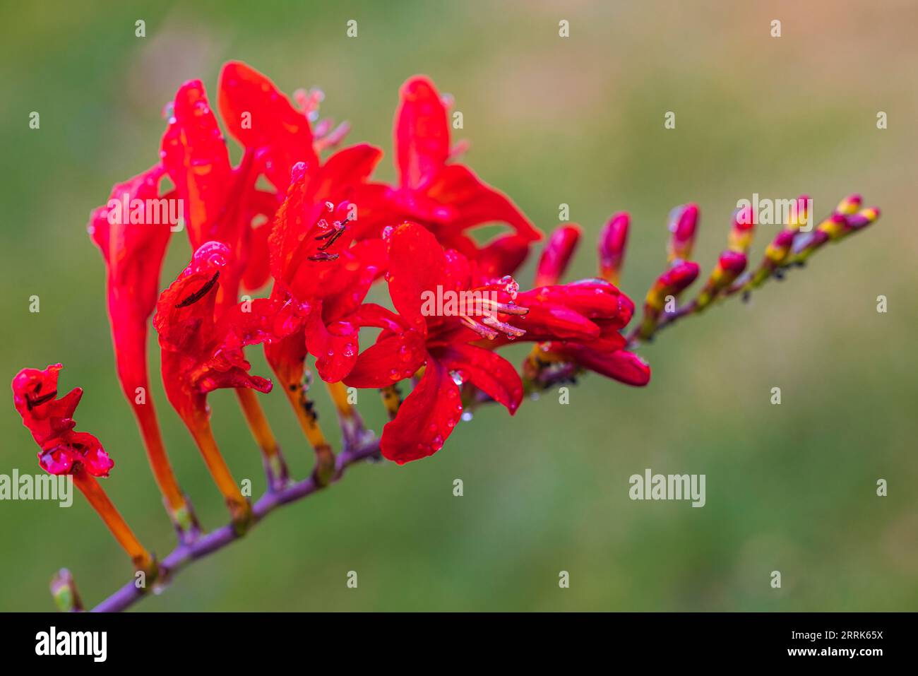 Montbretia - Crocosmia Lucifer (firey stars), flowers of garden ...
