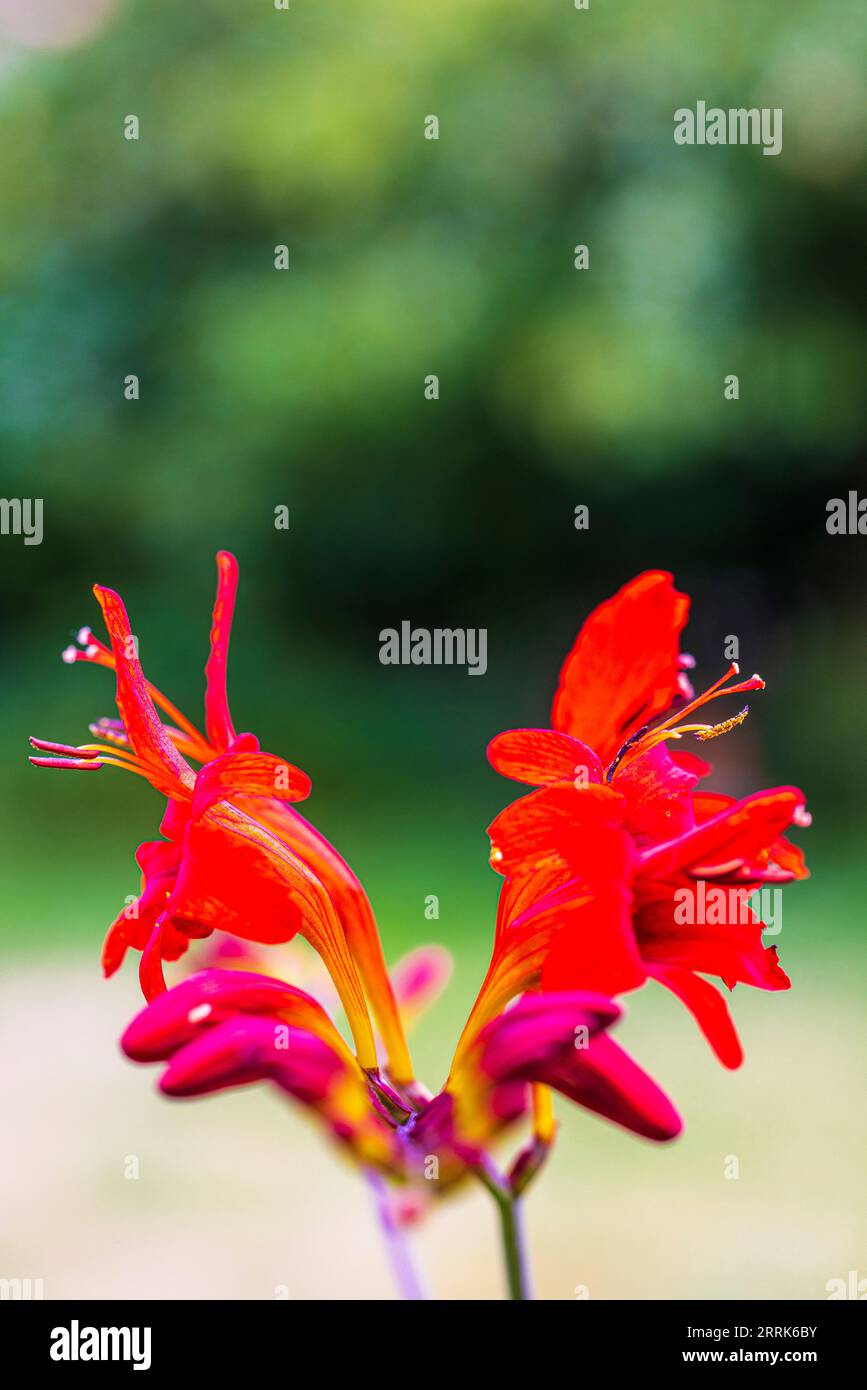 Montbretia - Crocosmia Lucifer (firey stars), closed flowers of garden ...