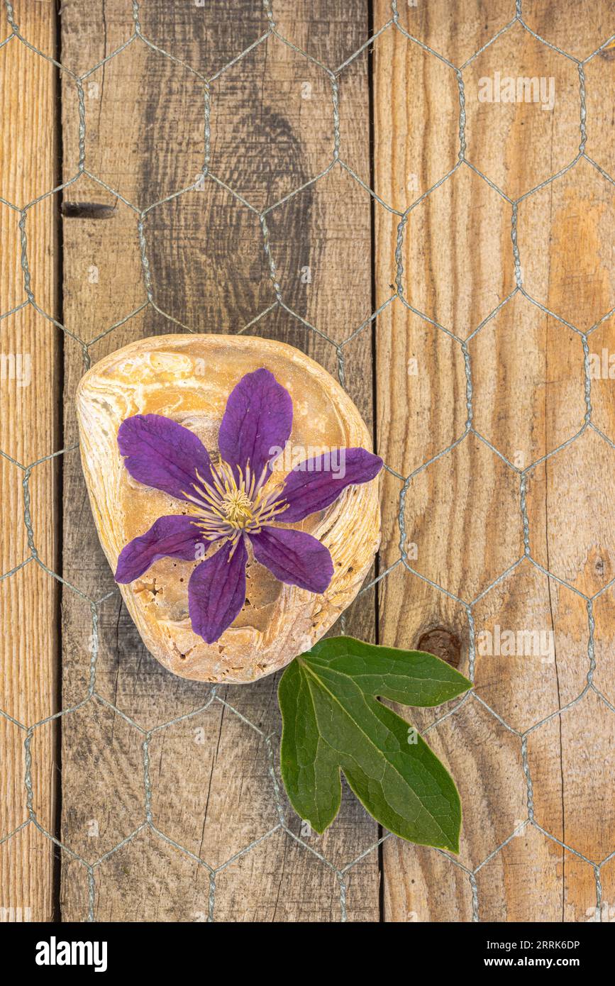 Still life of clematis flower and conch shell Stock Photo - Alamy