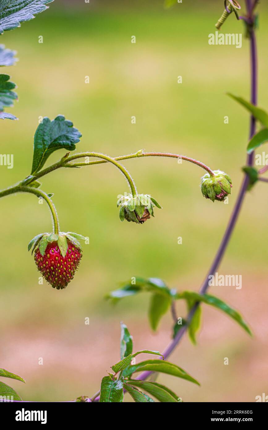 garden strawberry, Fragaria ananassa Stock Photo - Alamy