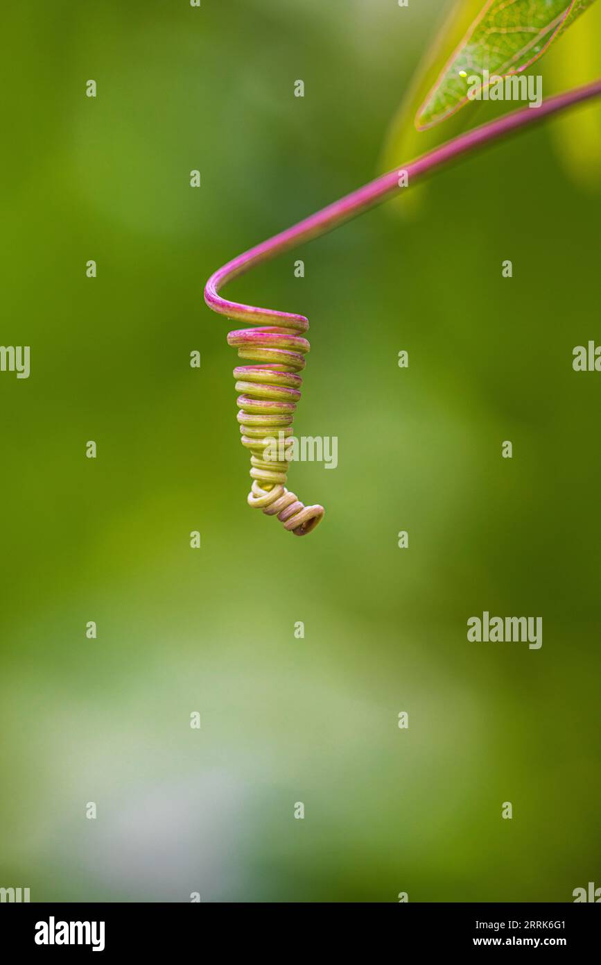 Passiflora edulis plant hi-res stock photography and images - Alamy