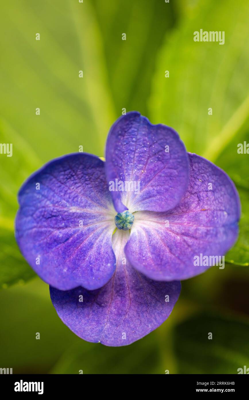 Hydrangea sieve flower, blue, close up Stock Photo - Alamy