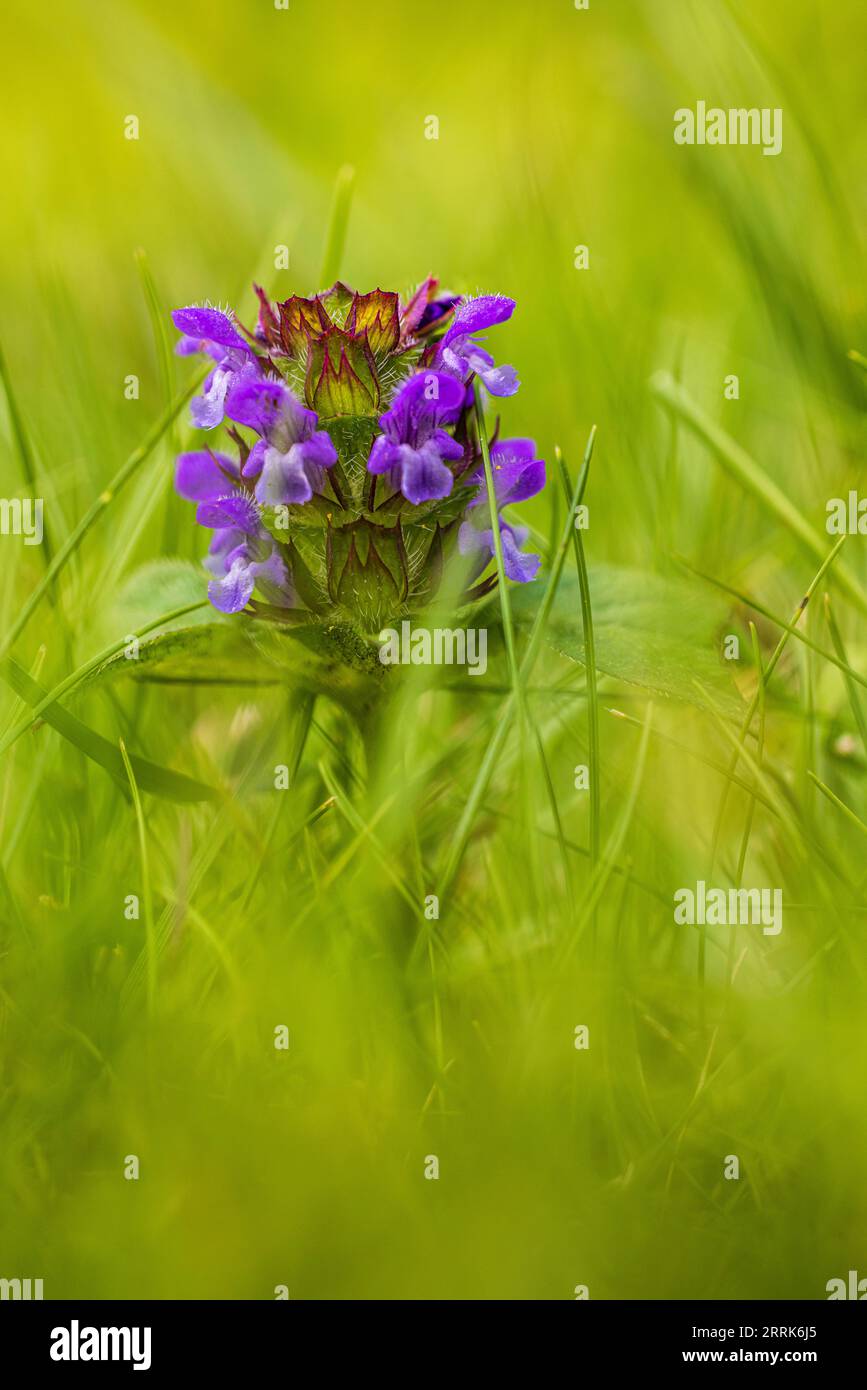 Close up shot purple dead hi-res stock photography and images - Alamy