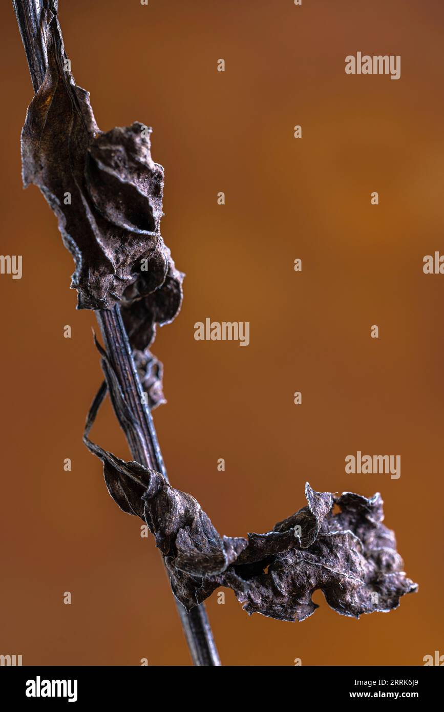 Floral decay hi-res stock photography and images - Alamy