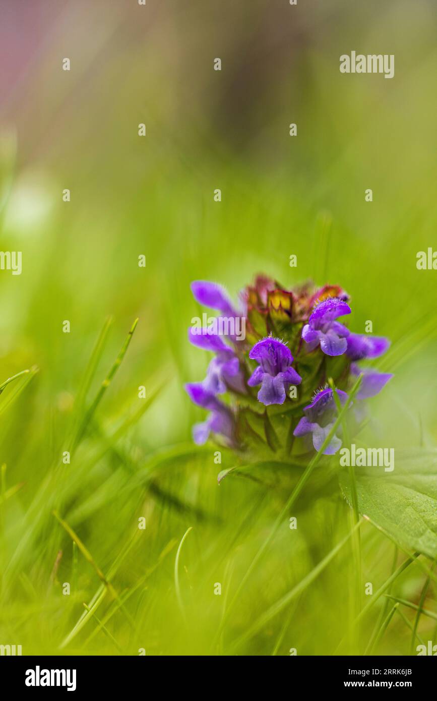 Purple deadnettles hi-res stock photography and images - Alamy
