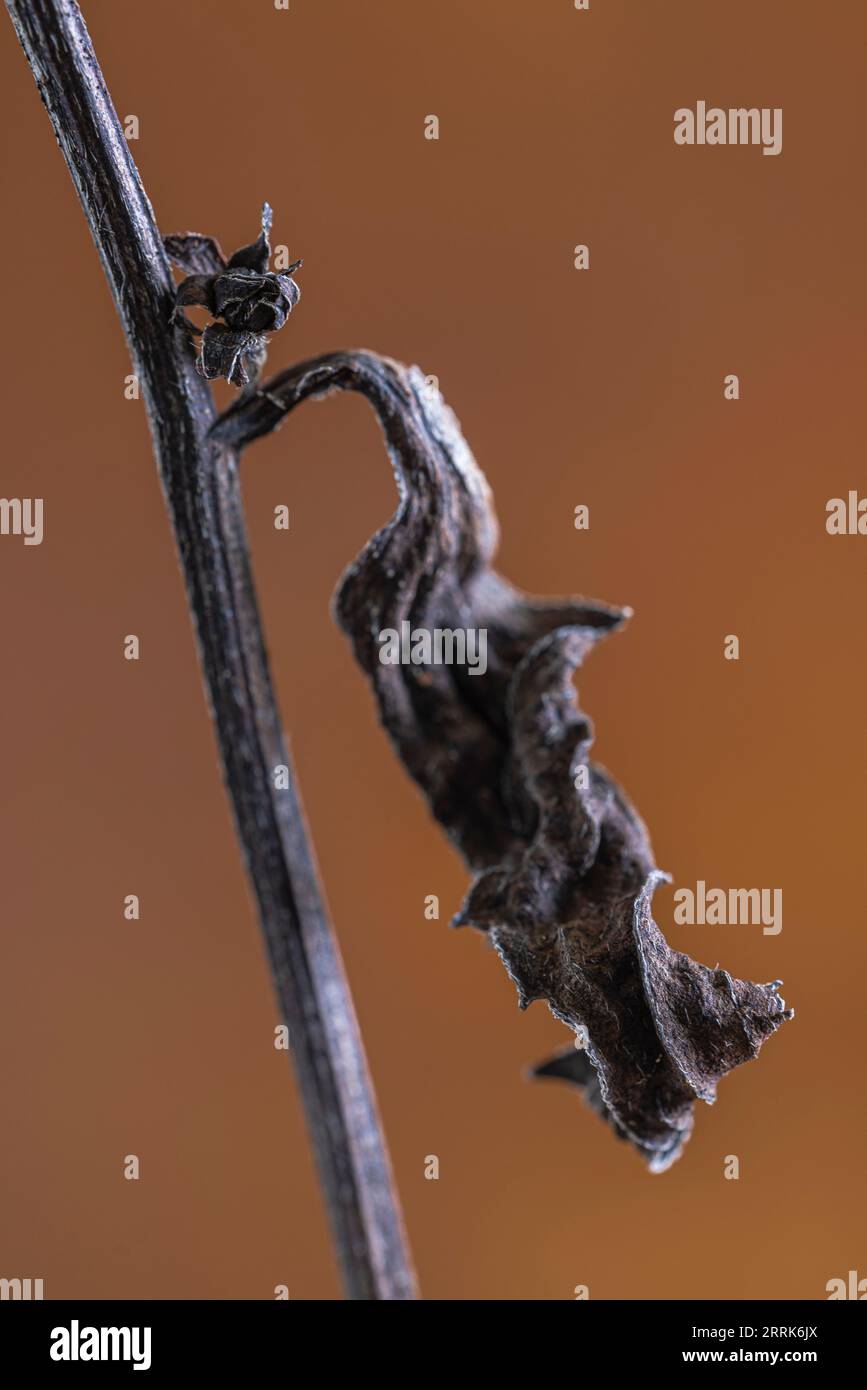 faded plant, beauty in decay, floral still life Stock Photo - Alamy