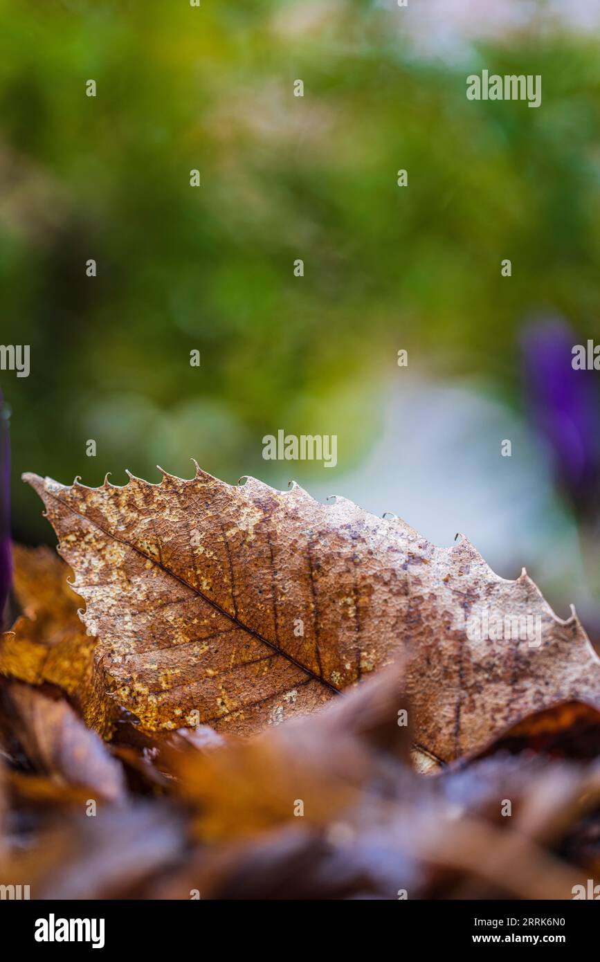 Fallen leaf on forest floor, nature in detail, forest still life Stock ...