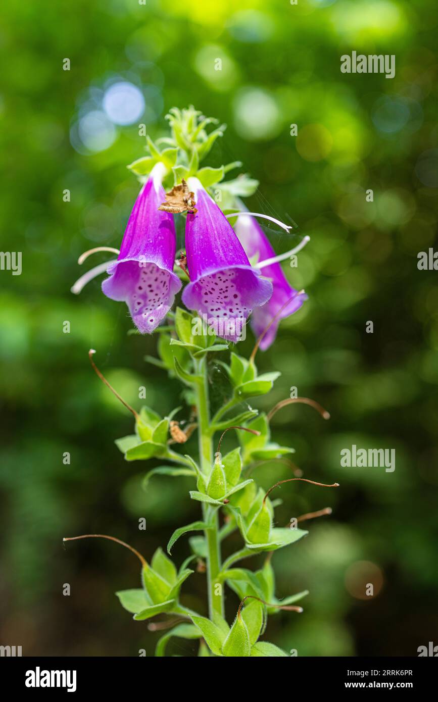 Flowering wild red foxglove in forest, Digitalis purpurea Stock Photo ...