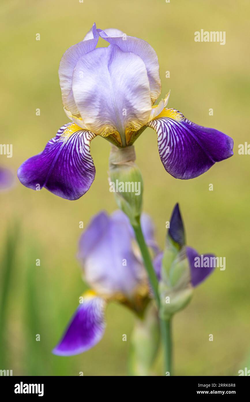 Siberian iris, Iris sibirica, purple flowers, closeup Stock Photo - Alamy
