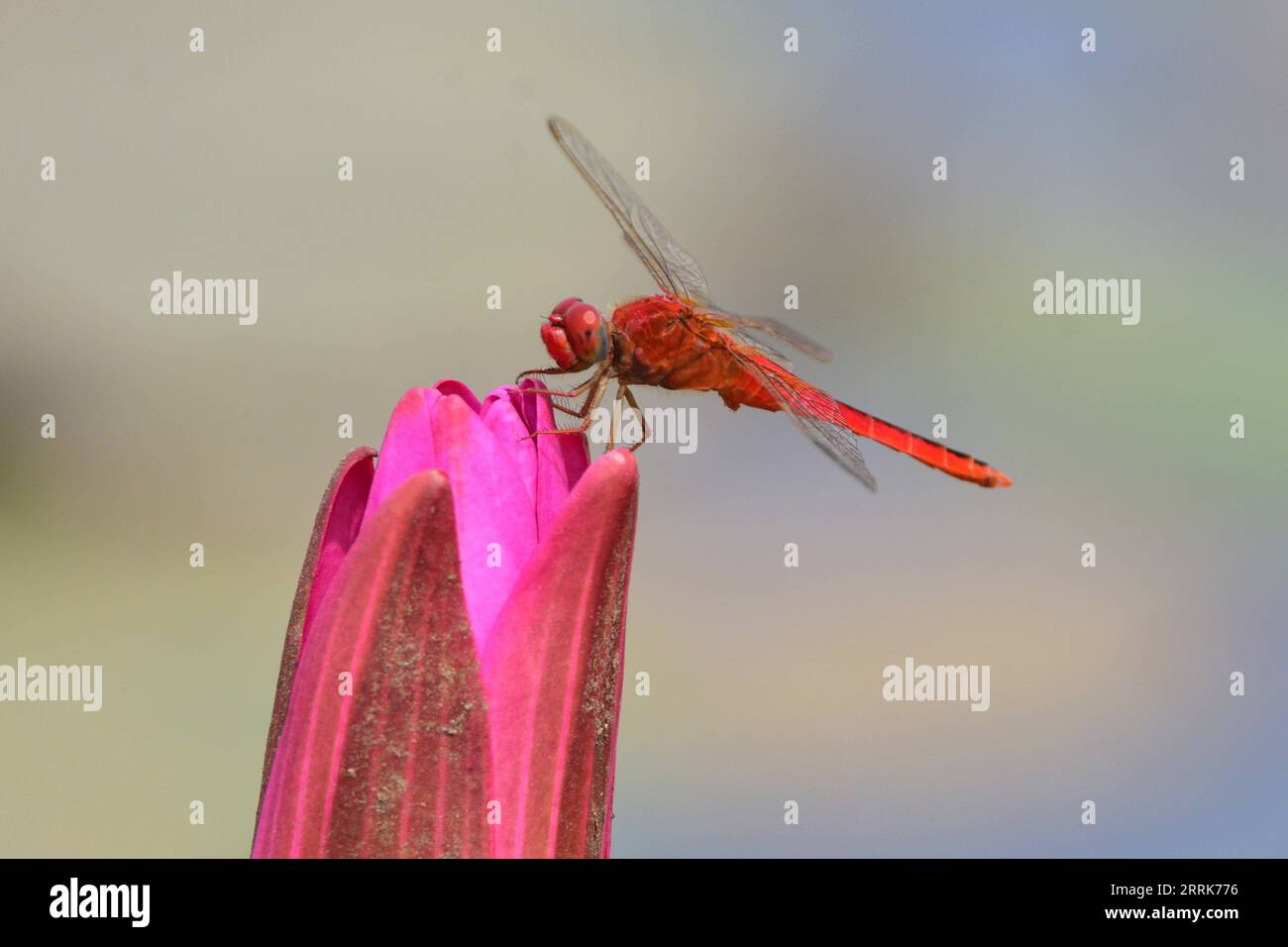 220822 -- MORIGAON, Aug. 22, 2022 -- A dragonfly lands on a water lily ...
