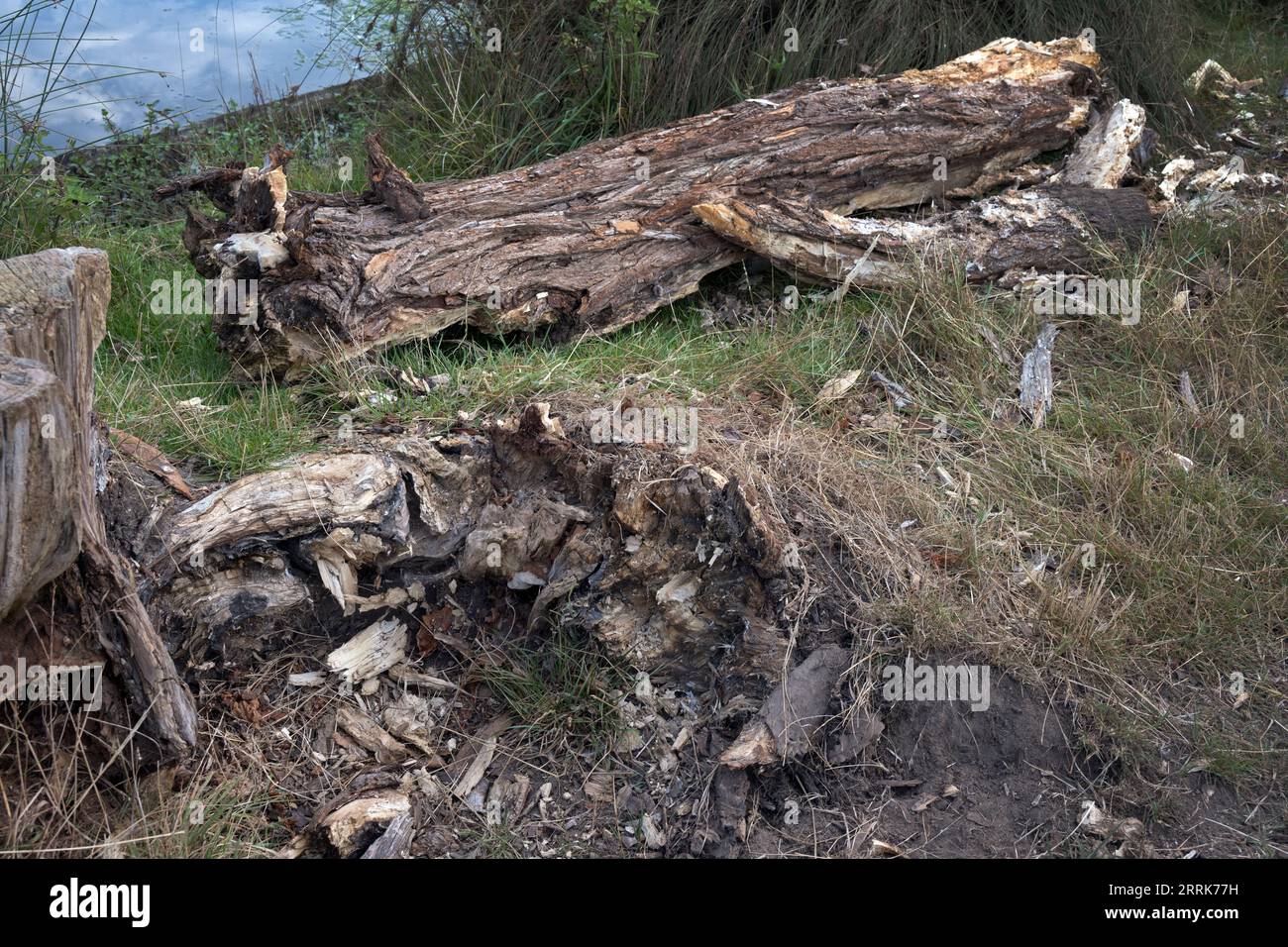 Old fallen tree rotting back to nature Stock Photo - Alamy