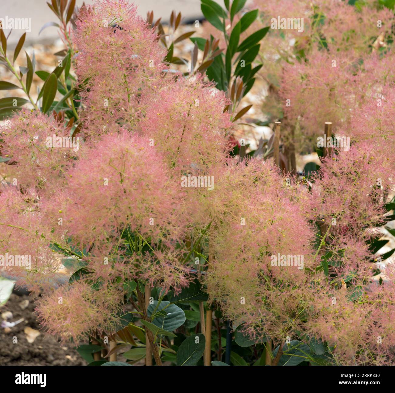 Cotinus coggyria pink hi-res stock photography and images - Alamy