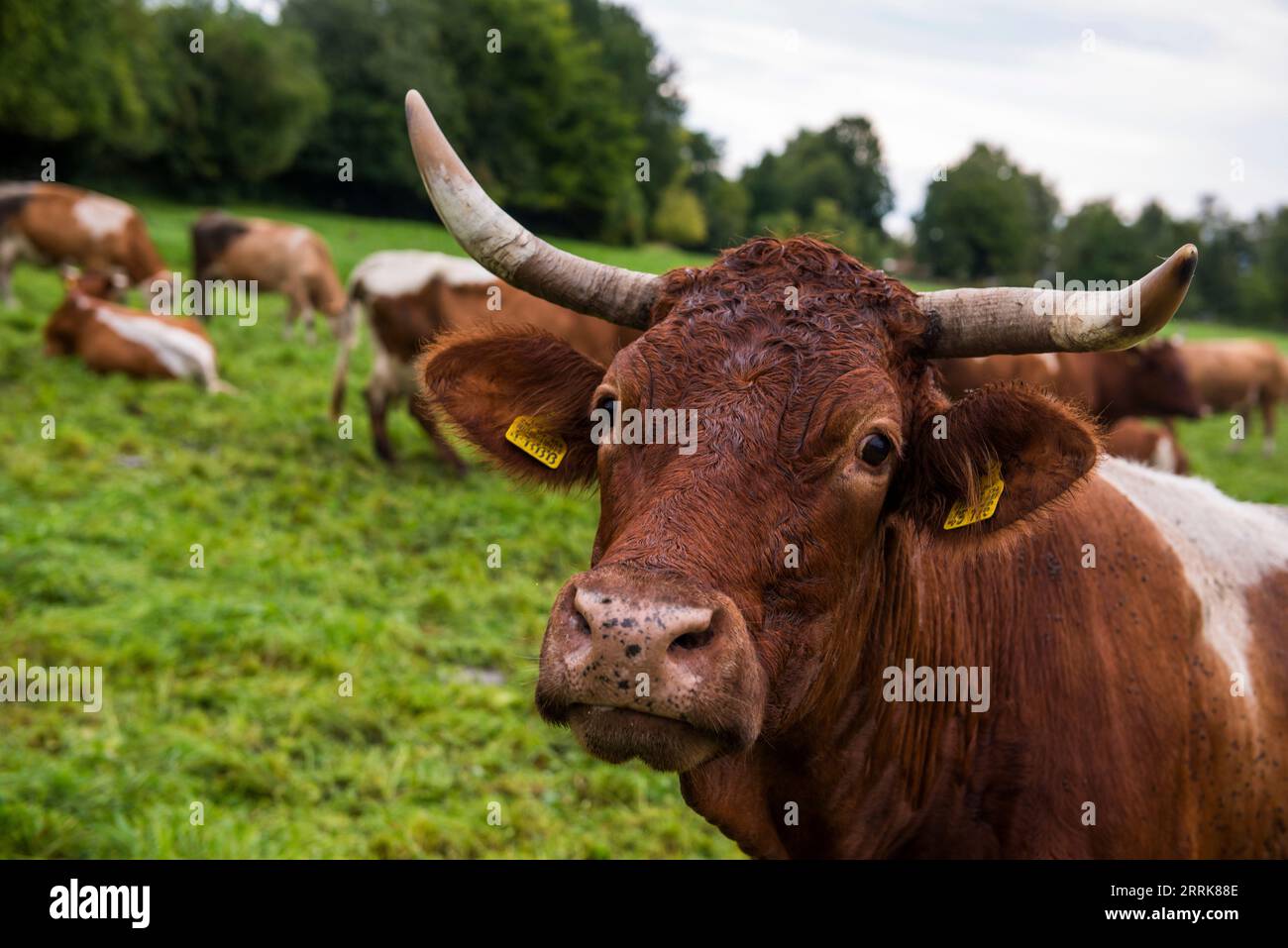 Farm, Cow, Pinzgauer, Pasture, Summer, species appropriate Stock Photo ...