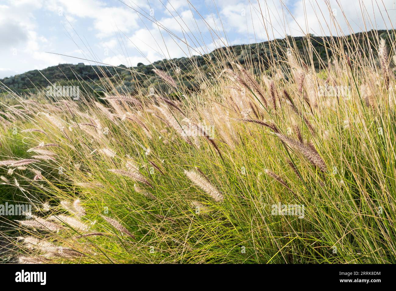 African lamp grass hi-res stock photography and images - Alamy