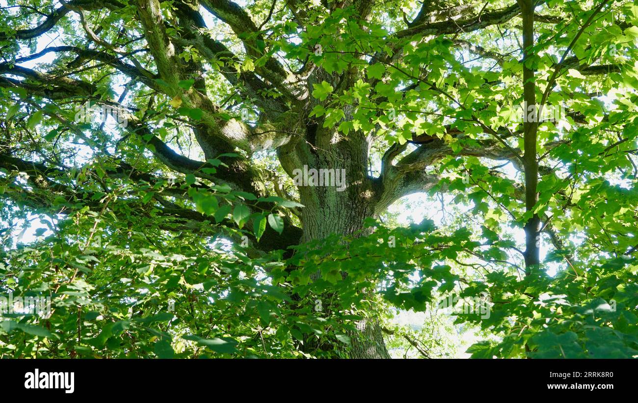 An old oak tree in the Vogelsberg, Hesse, Germany in summer Stock Photo ...
