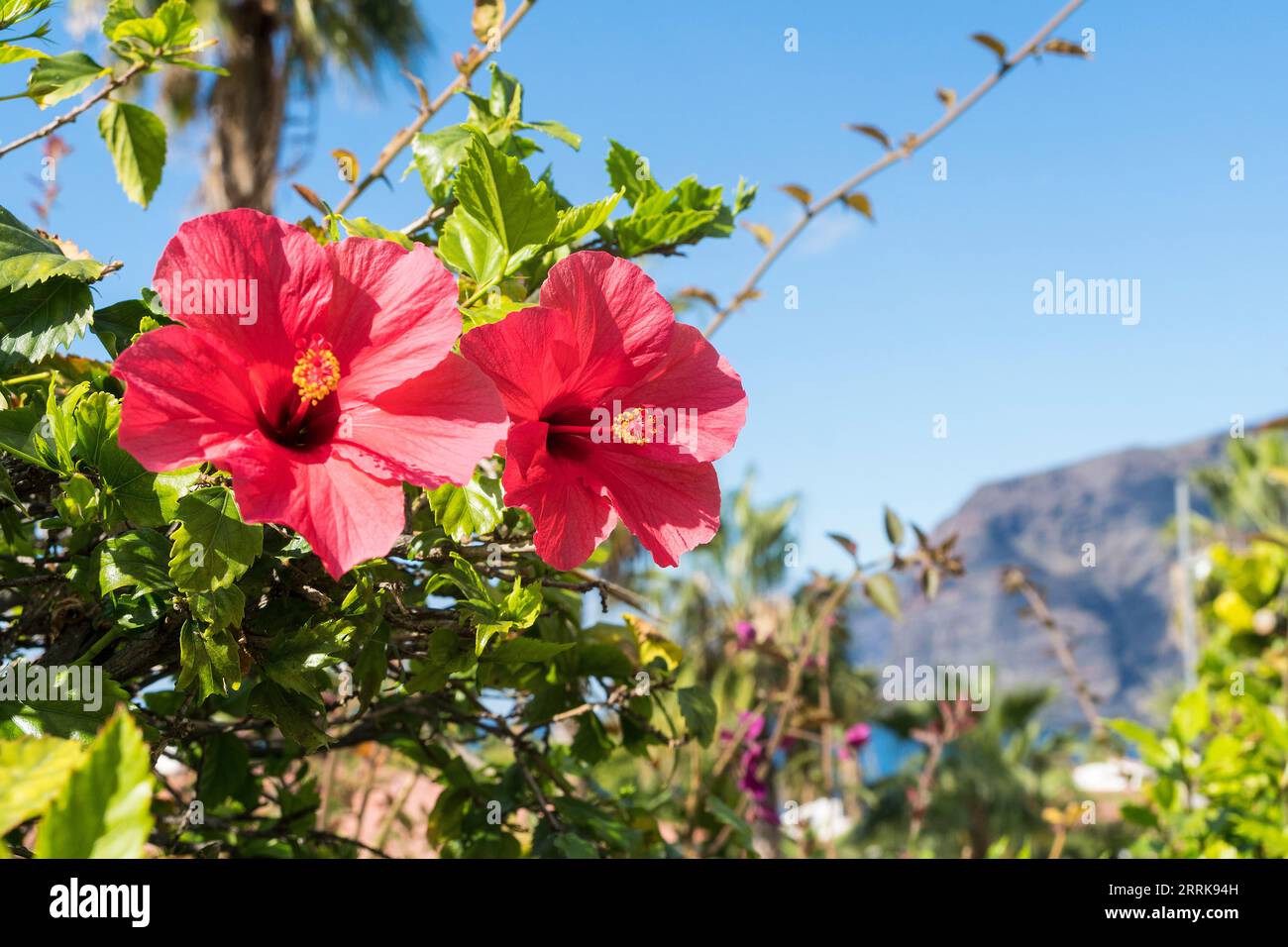 Tenerife hibiscus flower hi-res stock photography and images - Alamy