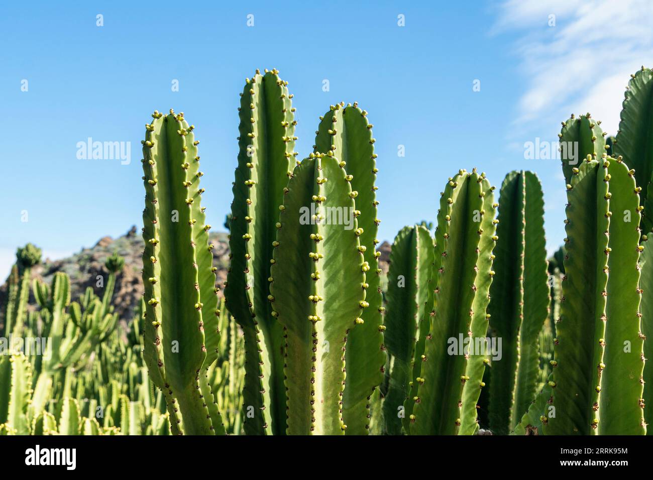 Tenerife, canary island, vegetation, canary spurge, plantation, cactus ...
