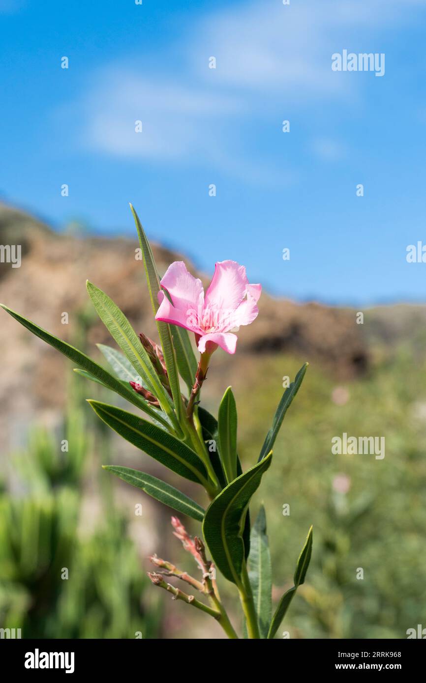 Tenerife, Canary Island, vegetation, garden, oleander, Nerium oleander ...