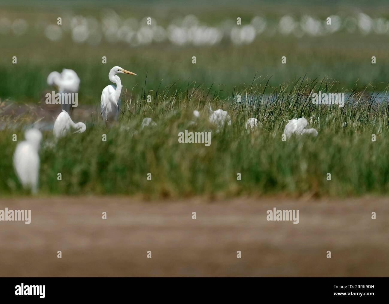 220825 -- CHANGLE, Aug. 25, 2022 -- Egrets are pictured at the Minjiang ...