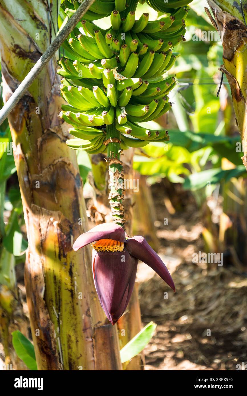 Tenerife, Canary Island, banana plantation, banana tree, inflorescence ...