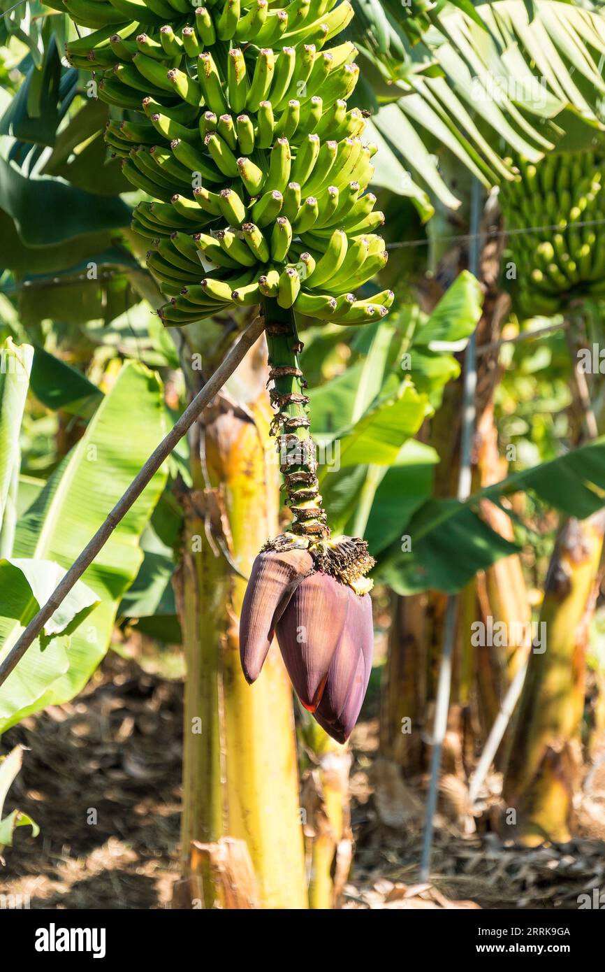 Tenerife, Canary Island, banana plantation, banana tree, inflorescence ...