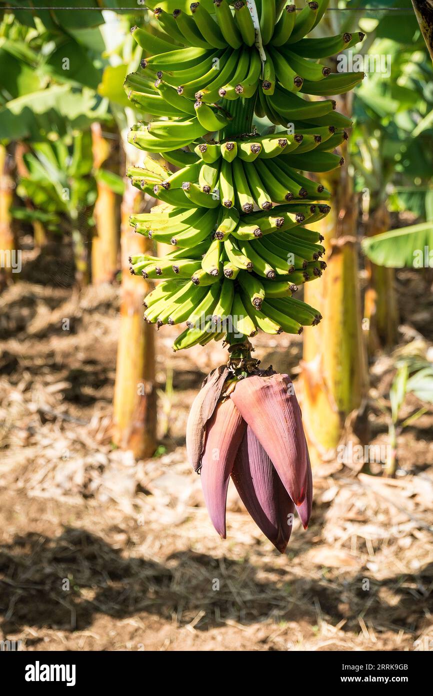 Tenerife, Canary Island, banana plantation, banana tree, inflorescence ...