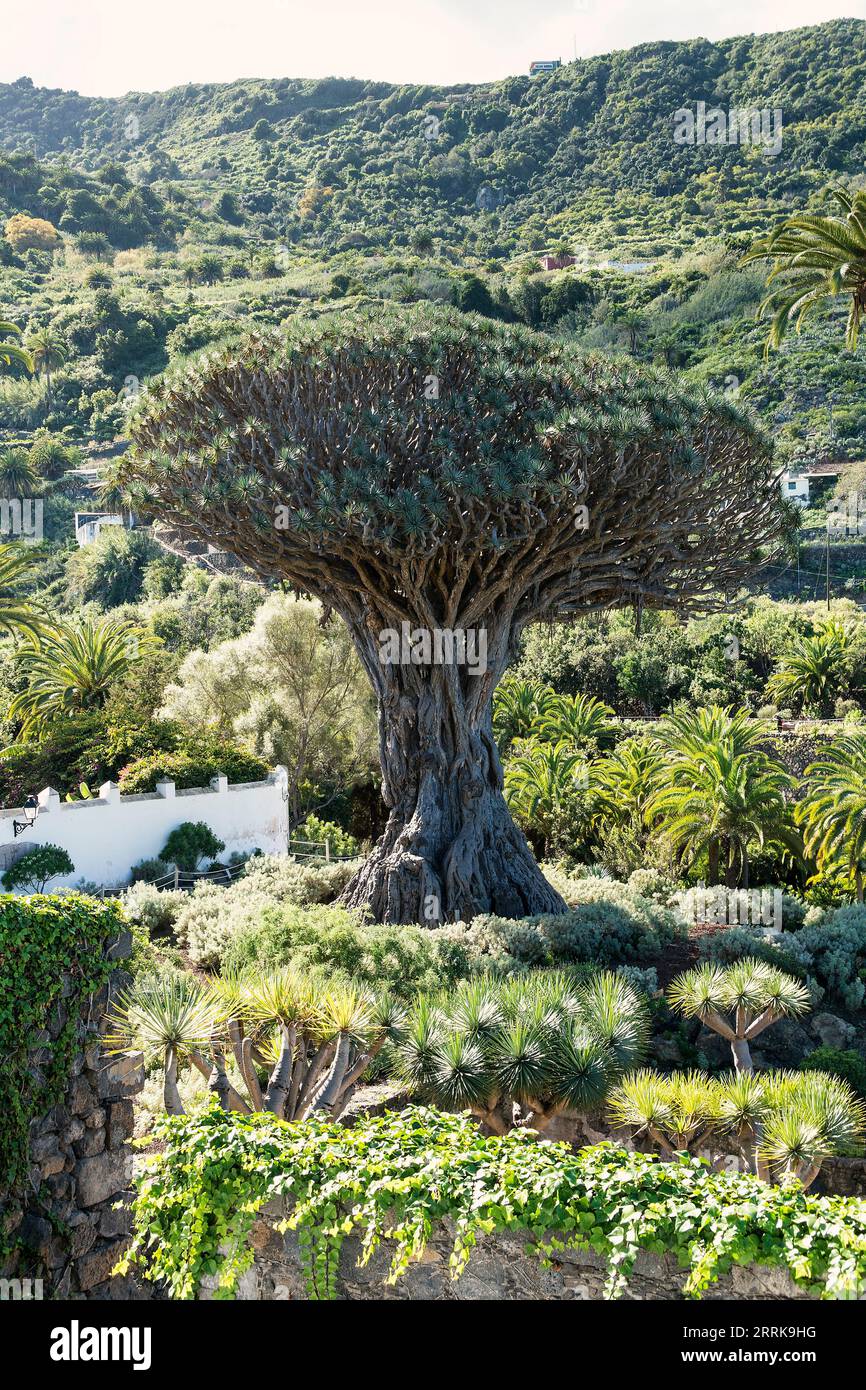 Tenerife, Icod de los Vinos, Parque del Drago, dragon tree Stock Photo ...
