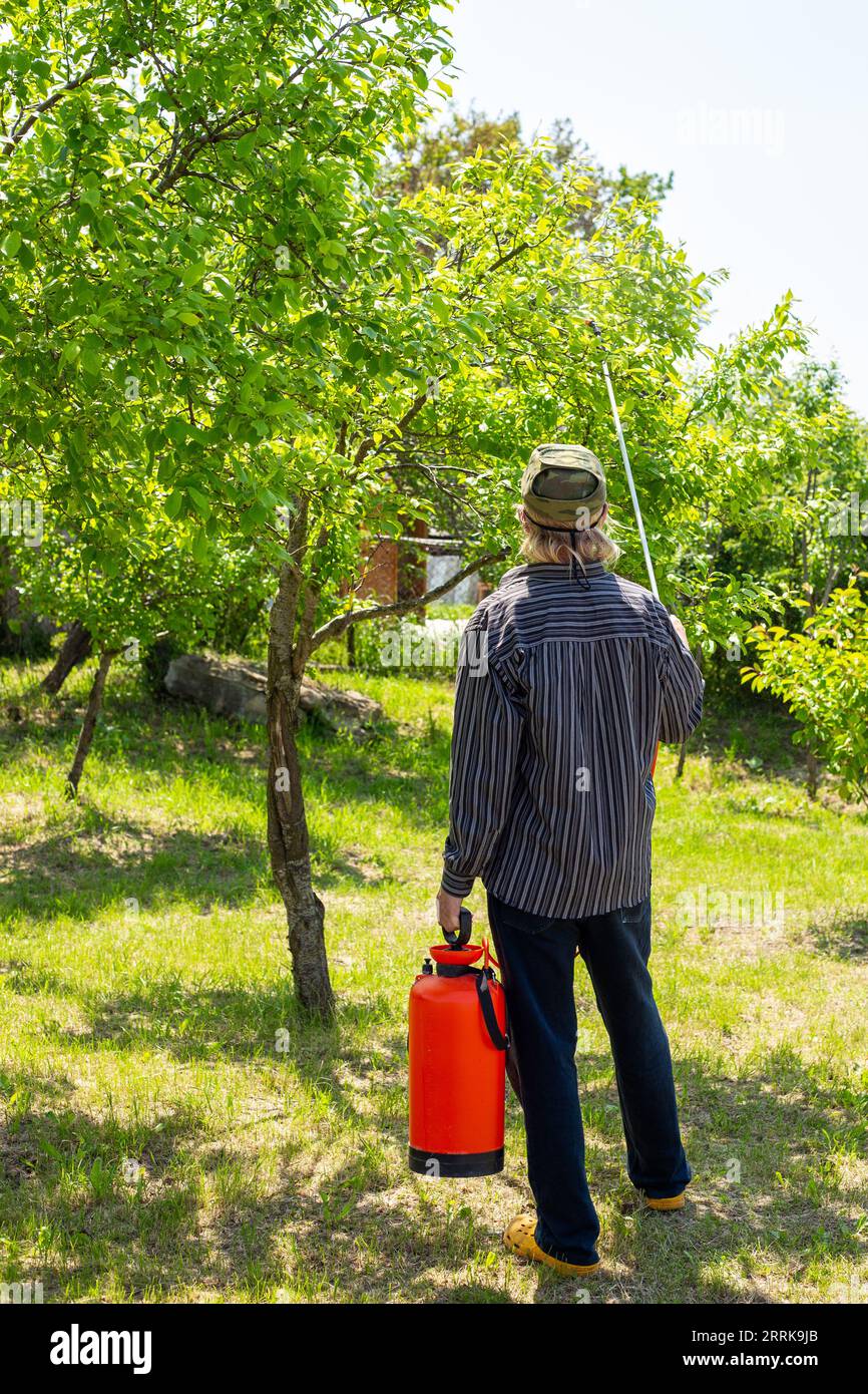 A Gardener Treats Fruit Trees From Insect Pests And Diseases Using A