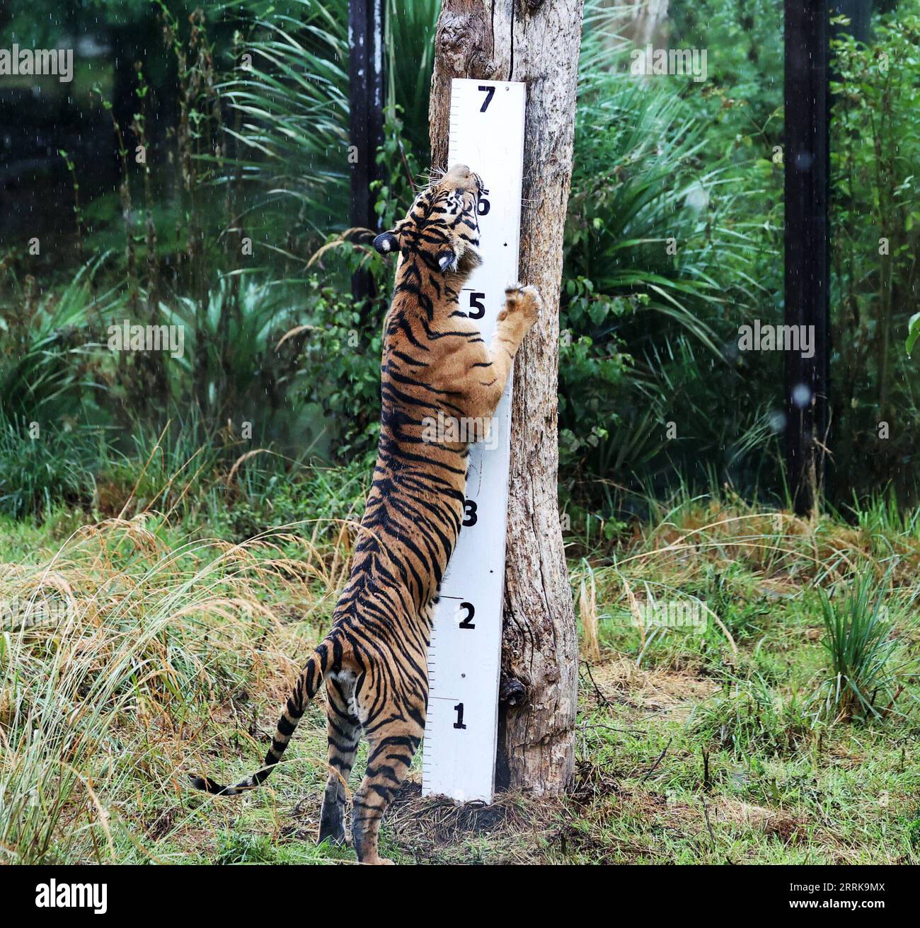220826 -- LONDON, Aug. 26, 2022 -- A Sumatran tiger climbs on a height ...